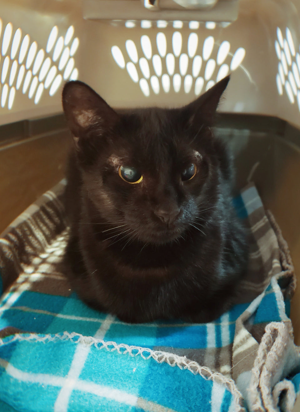 Tatiana – Catoro Pets